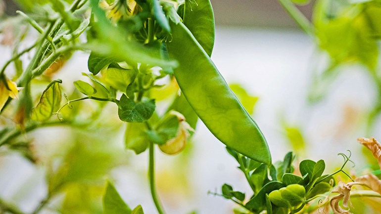 Putting pea seeds under the microscope to find the food of the future ...